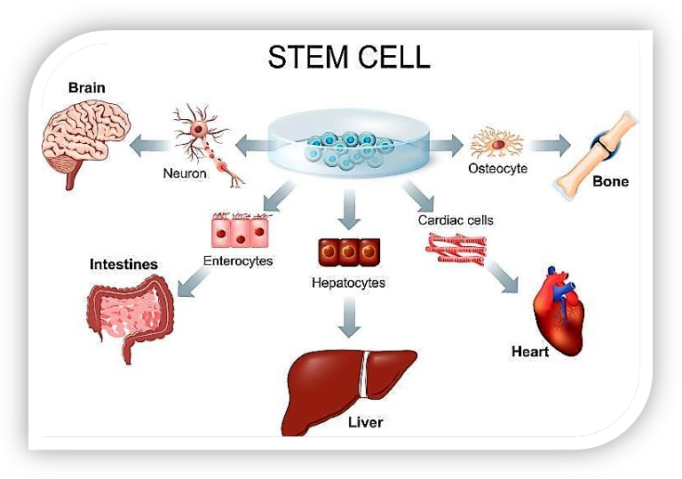 Stem Cell Therapy - Cornell Pain Clinic - Portland - Oregon Stem Cell Therapy - Cornell Pain Clinic - Portland - Oregon